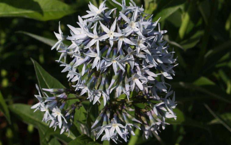 22 Blue Flowers To Amp Up Your Garden (Sorted By Season)