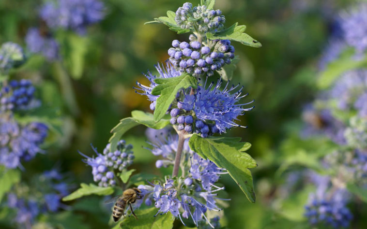 22 Blue Flowers To Amp Up Your Garden (Sorted By Season)