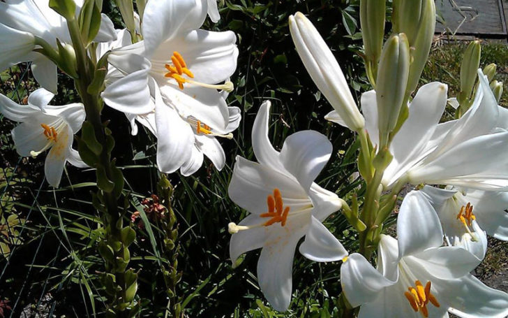 15 Types of Lilies by Color & Species (9 Divisions)