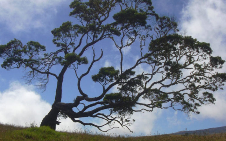 Why Acacia Wood Must Be Your Ultimate Choice of Wood