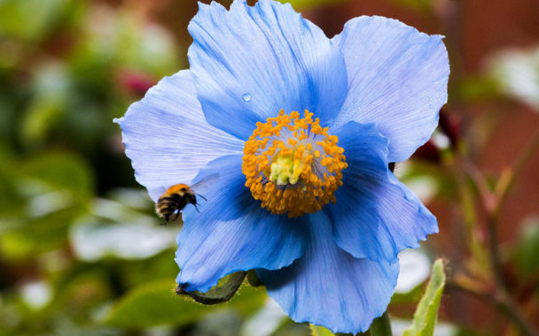 22 Blue Flowers To Amp Up Your Garden (Sorted By Season)