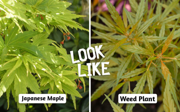 14 Weed-like Plants You Can Legally Grow Without Trouble