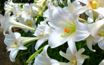15 Types of Lilies by Color & Species (9 Divisions)