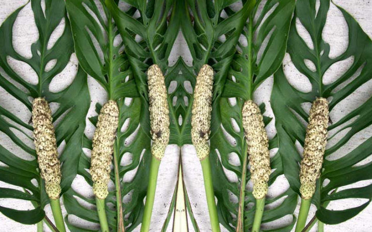 How To Identify & Take Care of The Real Monstera Obliqua