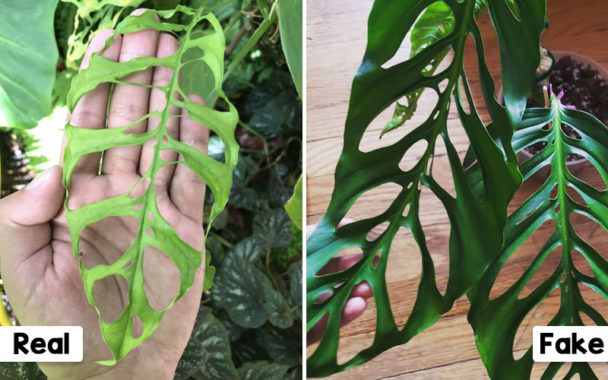 How To Identify & Take Care of The Real Monstera Obliqua