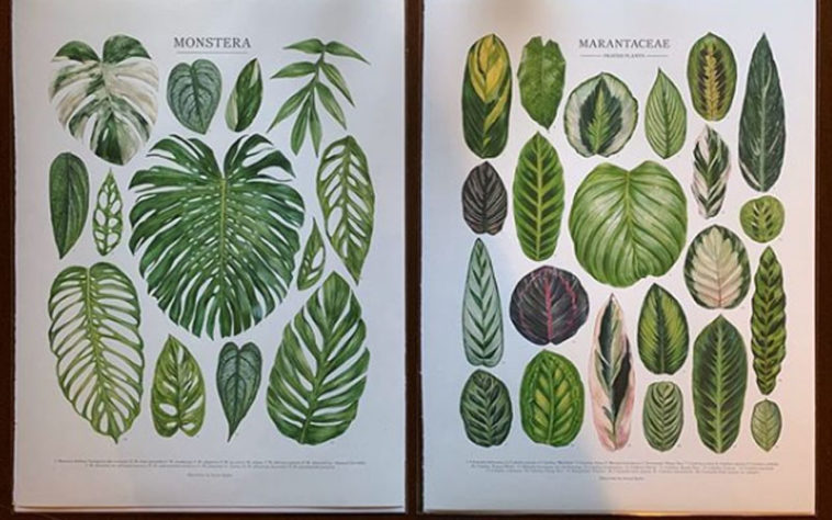 How To Identify & Take Care of The Real Monstera Obliqua