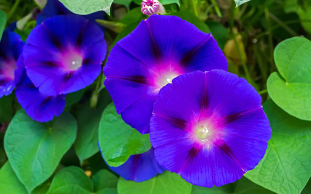 22 Blue Flowers To Amp Up Your Garden (Sorted By Season)