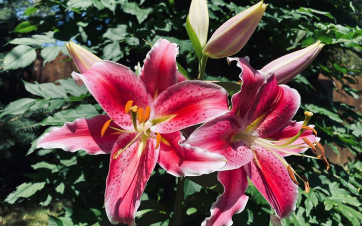 15 Types of Lilies by Color & Species (9 Divisions)