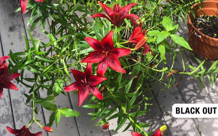 15 Types of Lilies by Color & Species (9 Divisions)
