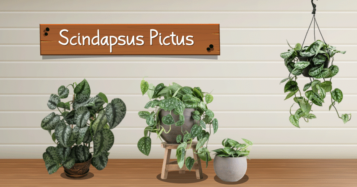 How To Grow Scindapsus Pictus (Step-By-Step Care Guide)