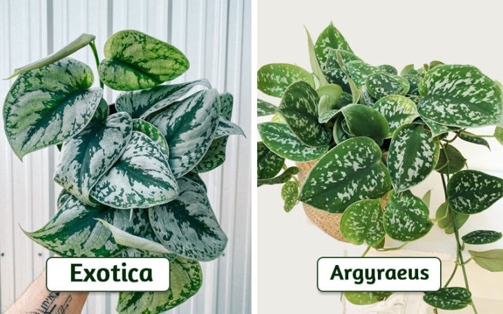 How To Grow Scindapsus Pictus (Step-By-Step Care Guide)
