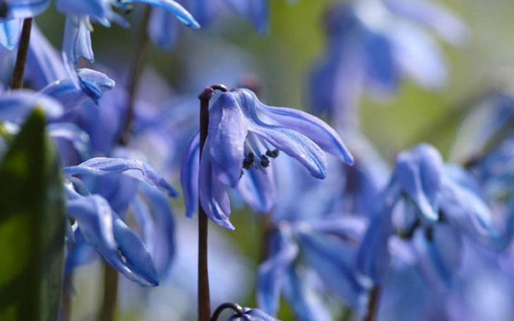 22 Blue Flowers To Amp Up Your Garden (Sorted By Season)