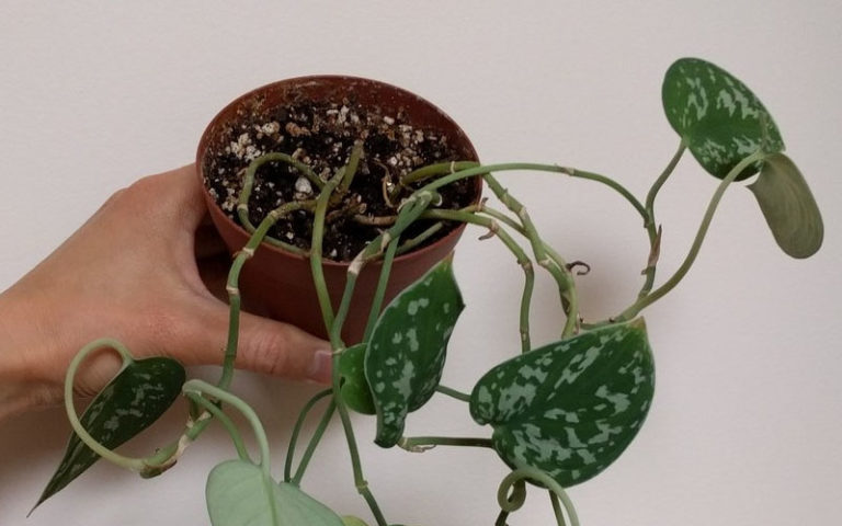 How To Grow Scindapsus Pictus (Step-By-Step Care Guide)