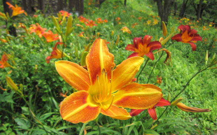 15 Types of Lilies by Color & Species (9 Divisions)