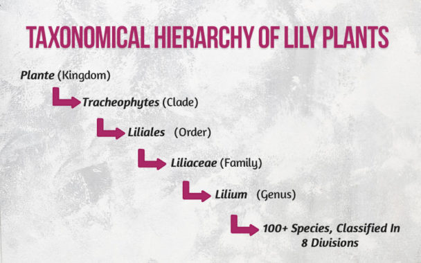 15 Types of Lilies by Color & Species (9 Divisions)