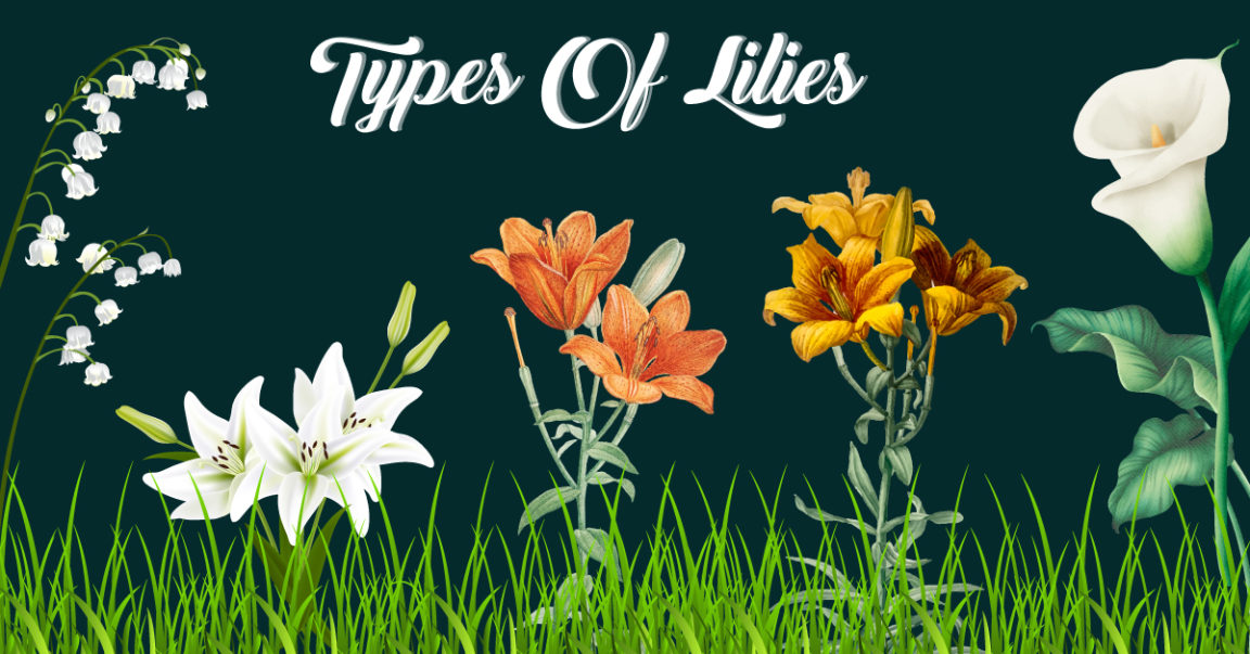 15 Types of Lilies by Color & Species (9 Divisions)