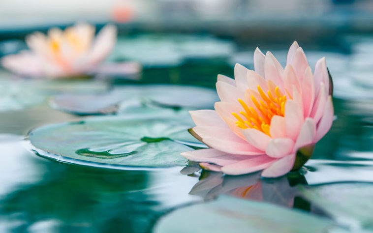 15 Types of Lilies by Color & Species (9 Divisions)