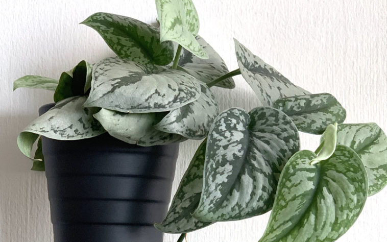 How To Grow Scindapsus Pictus (Step-By-Step Care Guide)