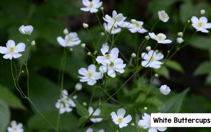 Definitive Buttercup Guide (With 5 Types & Growing Tips)