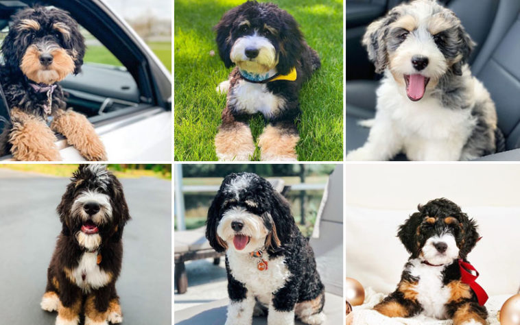 Deep Insights Into Bernedoodles – Pre & Post-adoption Guide
