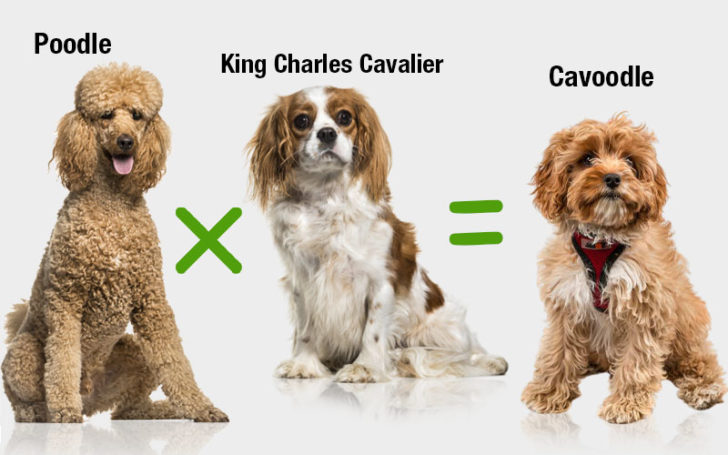 Cavoodle Guide– A Great Apartment Dog Discussed In 14 Points – Helping ...