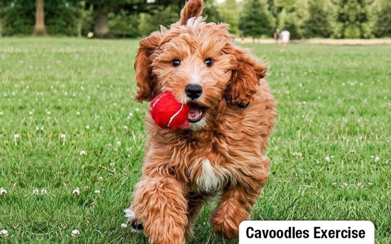 14 Cavoodle Details You Can't Afford to Miss (Full Guide)