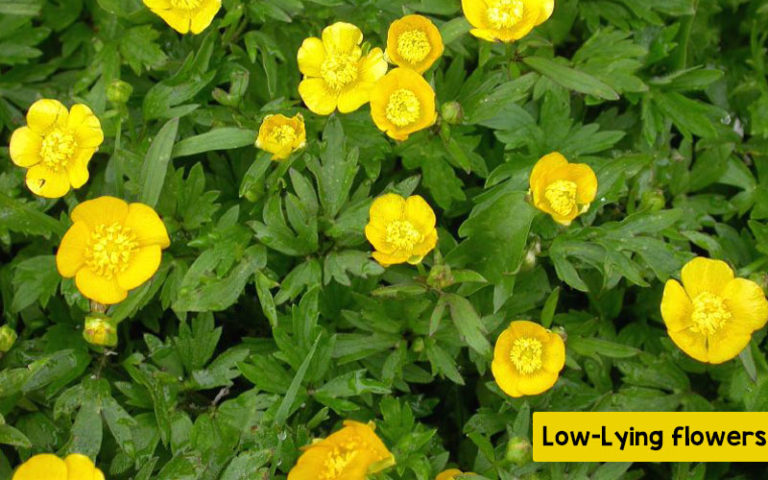 Definitive Buttercup Guide (With 5 Types & Growing Tips)