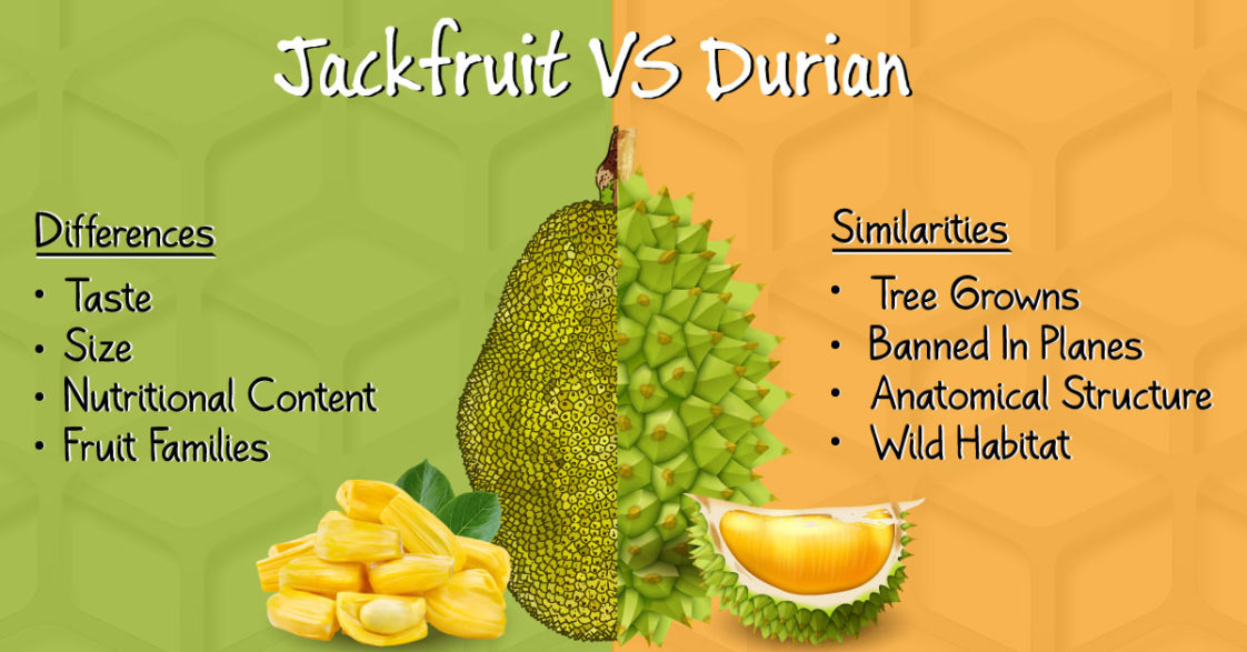 Jackfruit vs Durian List You Won't Find On Quora (13 Facts)