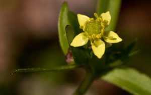 Definitive Buttercup Guide (With 5 Types & Growing Tips)