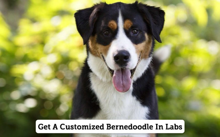 Deep Insights Into Bernedoodles – Pre & Post-adoption Guide