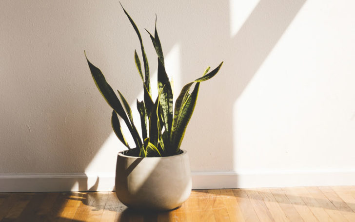 Point-wise Guide for The Easy-to-grow Sansevieria Houseplant