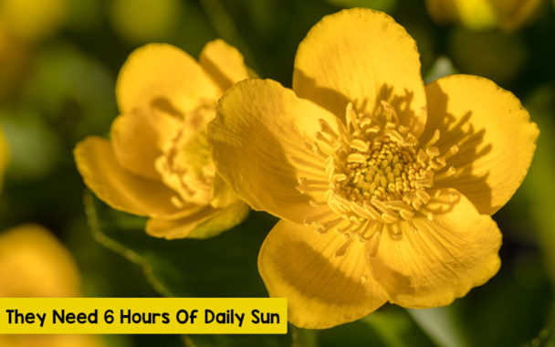 Definitive Buttercup Guide (With 5 Types & Growing Tips)