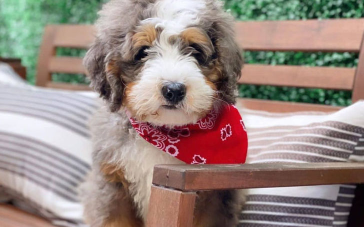 Deep Insights Into Bernedoodles – Pre & Post-adoption Guide