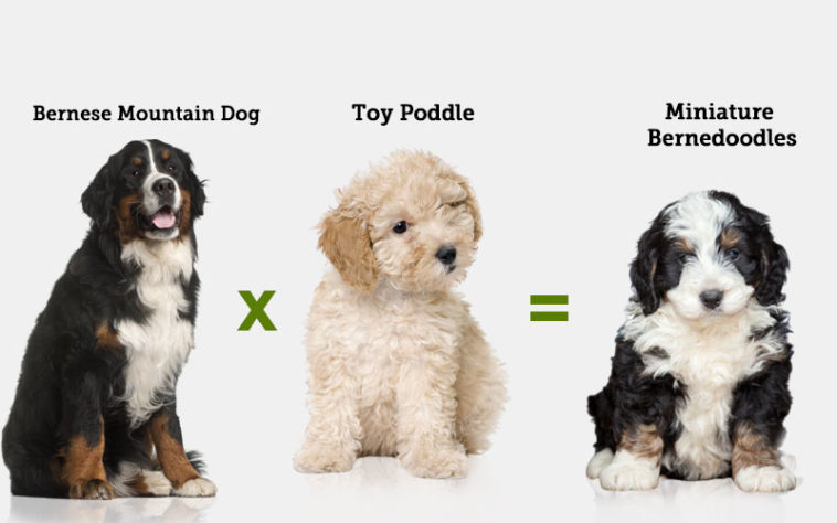 Deep Insights Into Bernedoodles – Pre & Post-adoption Guide
