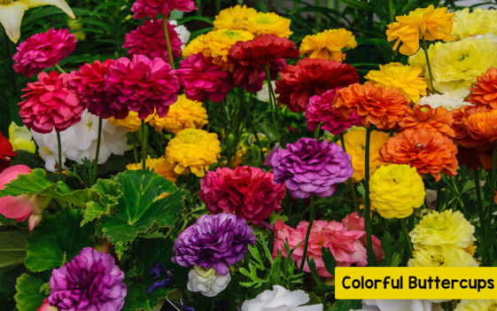 Definitive Buttercup Guide (With 5 Types & Growing Tips)