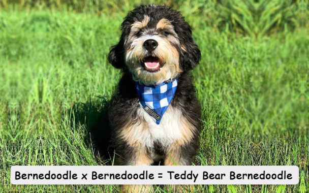 Deep Insights Into Bernedoodles – Pre & Post-adoption Guide