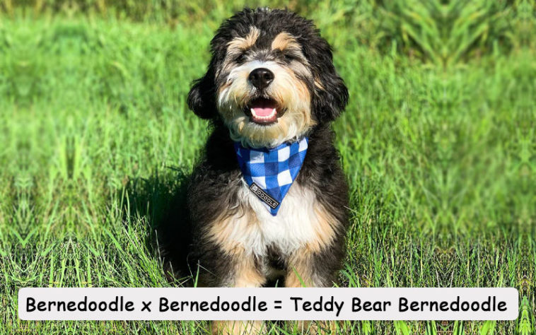 Deep Insights Into Bernedoodles – Pre & Post-adoption Guide