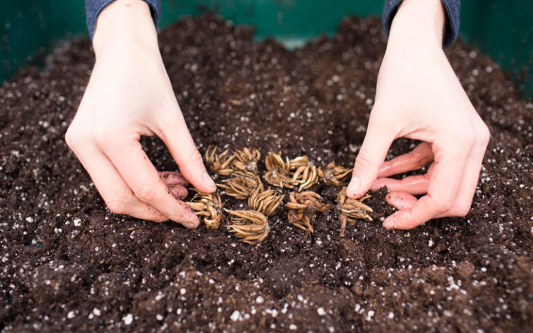 Definitive Buttercup Guide (With 5 Types & Growing Tips)