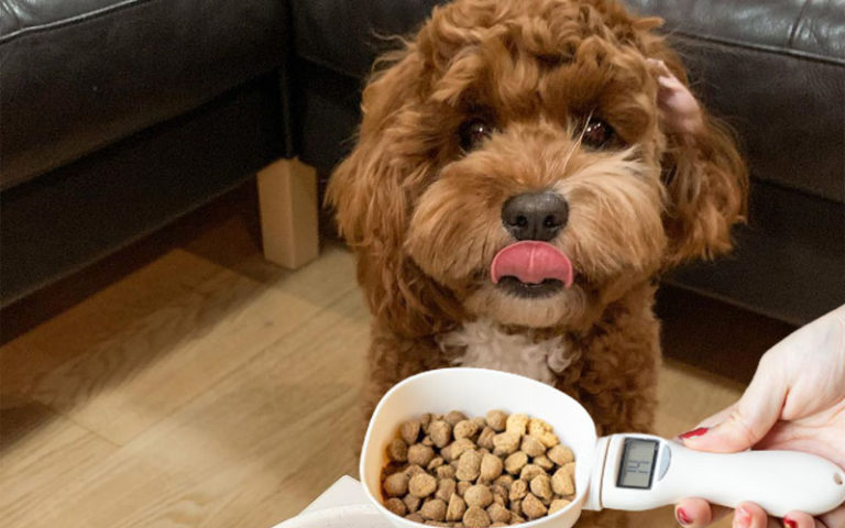 Cavoodle Guide– A Great Apartment Dog Discussed In 14 Points – Helping ...