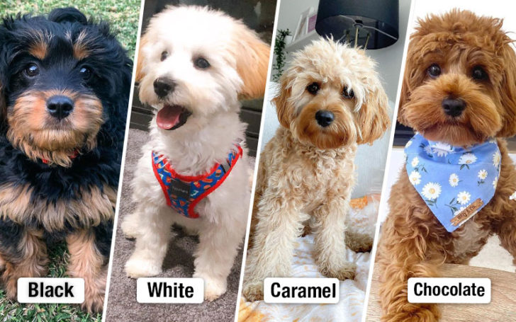14 Cavoodle Details You Can't Afford to Miss (Full Guide)