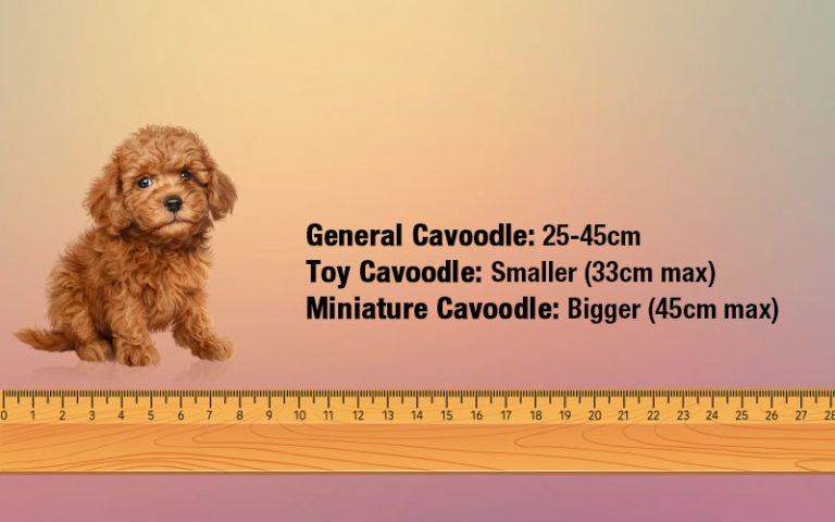 14 Cavoodle Details You Can't Afford to Miss (Full Guide)