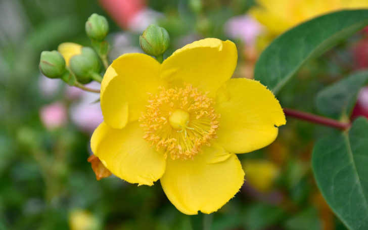 Definitive Buttercup Guide (With 5 Types & Growing Tips)