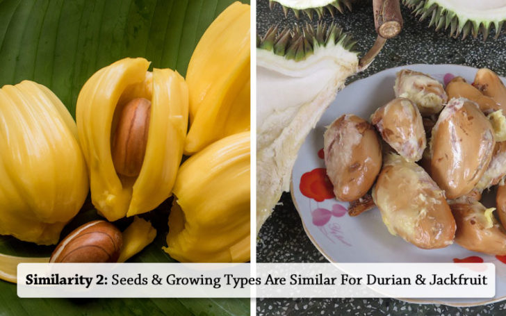 Jackfruit vs Durian List You Won't Find On Quora (13 Facts)