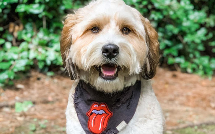 Deep Insights Into Bernedoodles – Pre & Post-adoption Guide