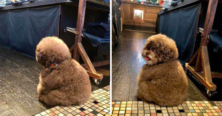 It's SO Fluffy! Poodle With Human-Like Expressions Is Going Viral