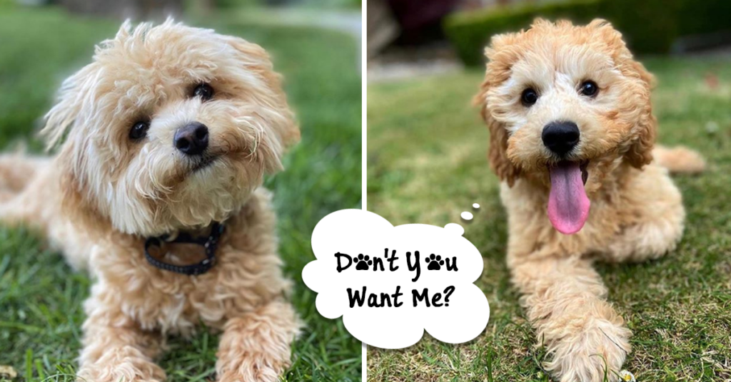 The Adorable & Playful Poochon – Breed Discussed in 14 Points – Helping ...