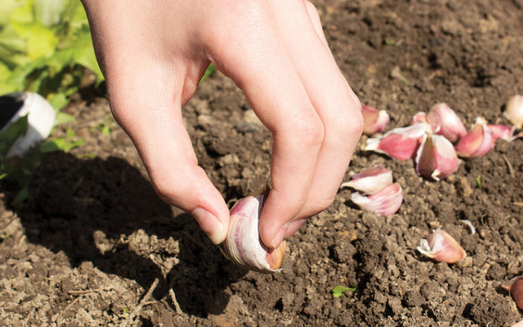 7 Facts No one Will Tell You About The Purple Garlic