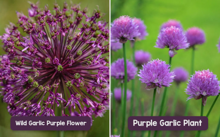 7 Facts No one Will Tell You About The Purple Garlic