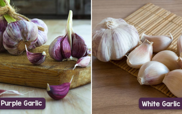 7 Facts No one Will Tell You About The Purple Garlic