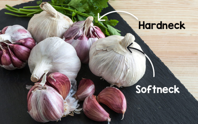 7 Facts No one Will Tell You About The Purple Garlic